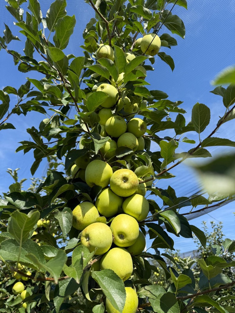 Quality 1 apples, red delicious and golden delicious,