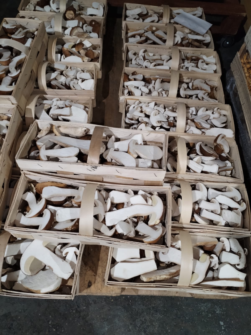 Funghi selvatici, finferli e porcini. Vendita di finferli