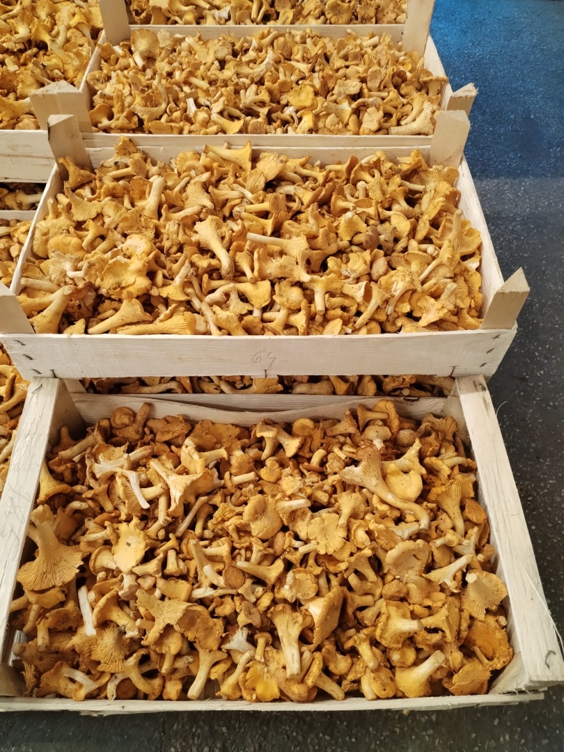 Funghi selvatici, finferli e porcini. Vendita di finferli