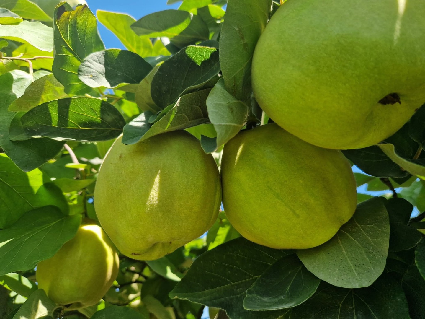 FIA GOGOT FRUIT , ADUCE PE PIATA UN