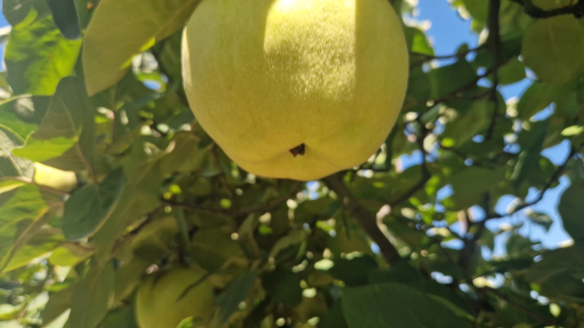 FIA GOGOT FRUIT , ADUCE PE PIATA UN