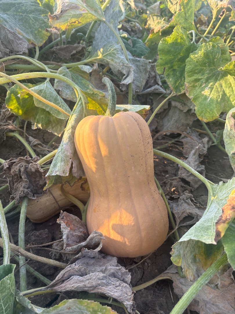 I sell Matilda variety pumpkin, own production, 2025.