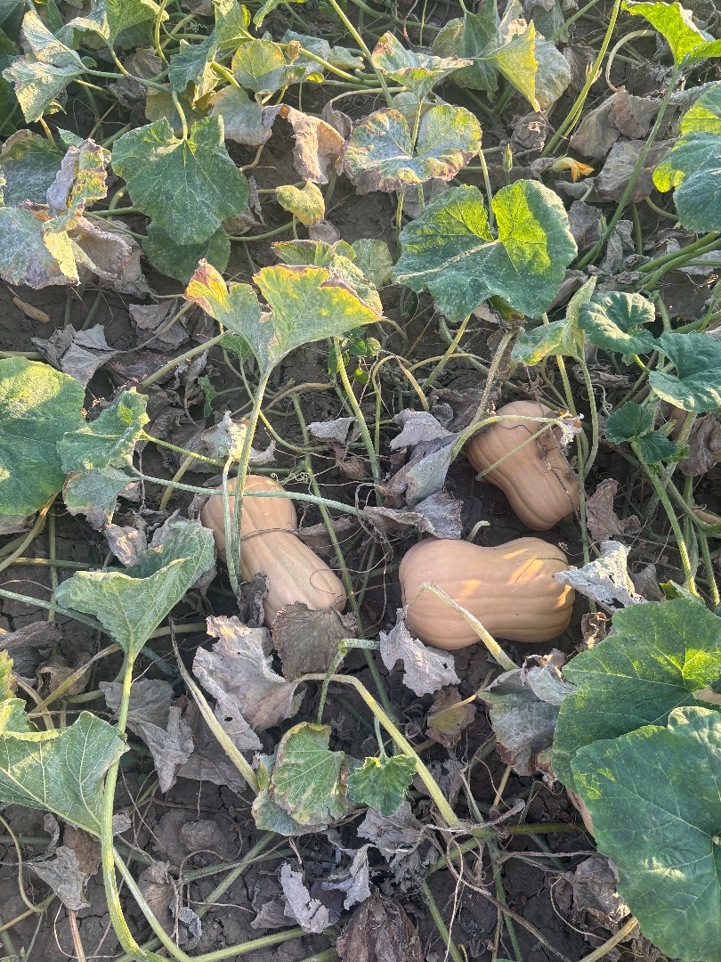 I sell Matilda variety pumpkin, own production, 2025.