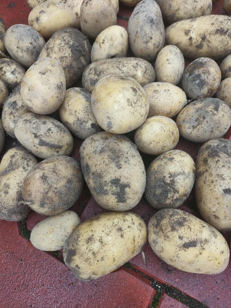 I am selling a nice, tasty, yellow Queen