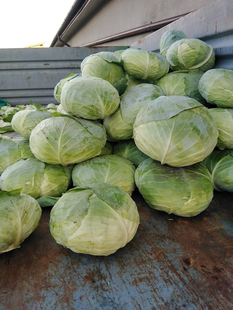 Varza plata 0,40€/ Kg Varza plata murata 0,80€/Kg. fara