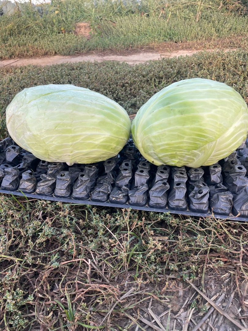 Varza plata 0,40€/ Kg Varza plata murata 0,80€/Kg. fara