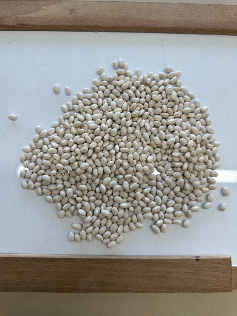 A Ukrainian company offers white beans, Navy Beans.