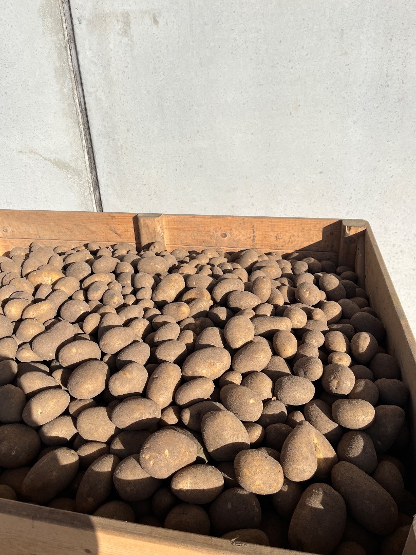 Hello. For sale: Lilly potatoes, caliber 55+, approx.