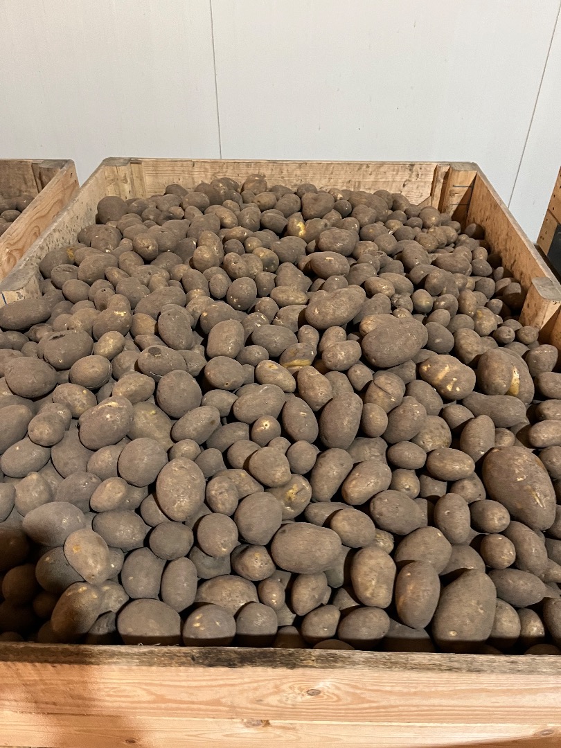 Hello. For sale: Lilly potatoes, caliber 55+, approx.