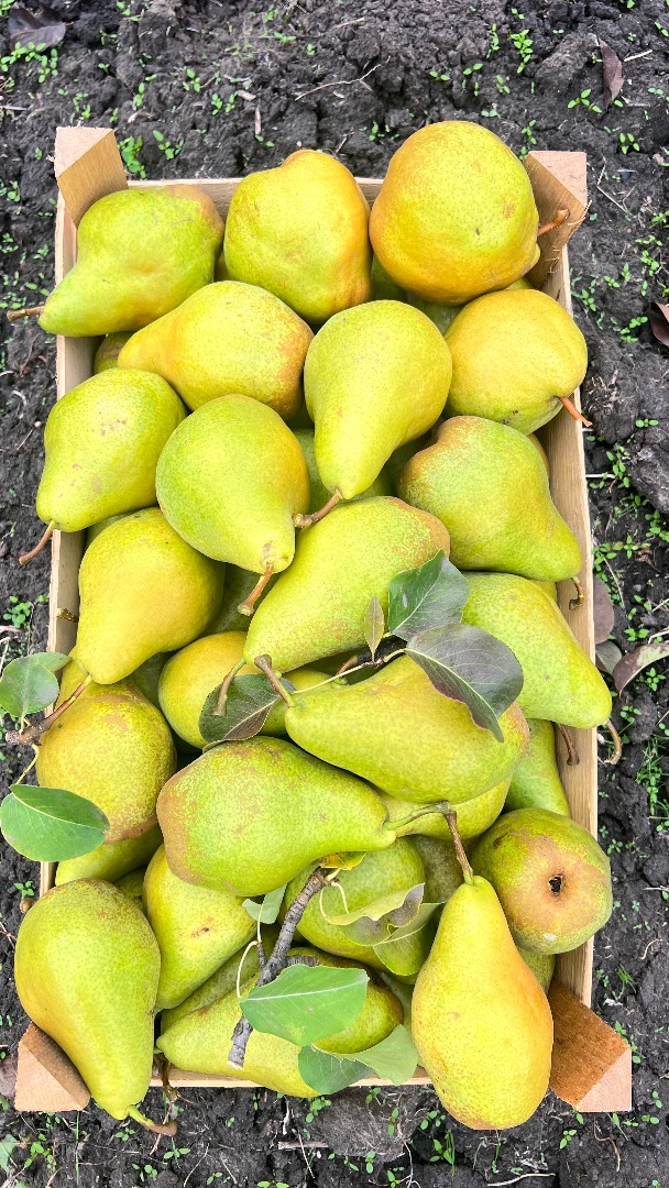 Świeże gruszki Xenia z Mołdawii – słodkie, soczyste