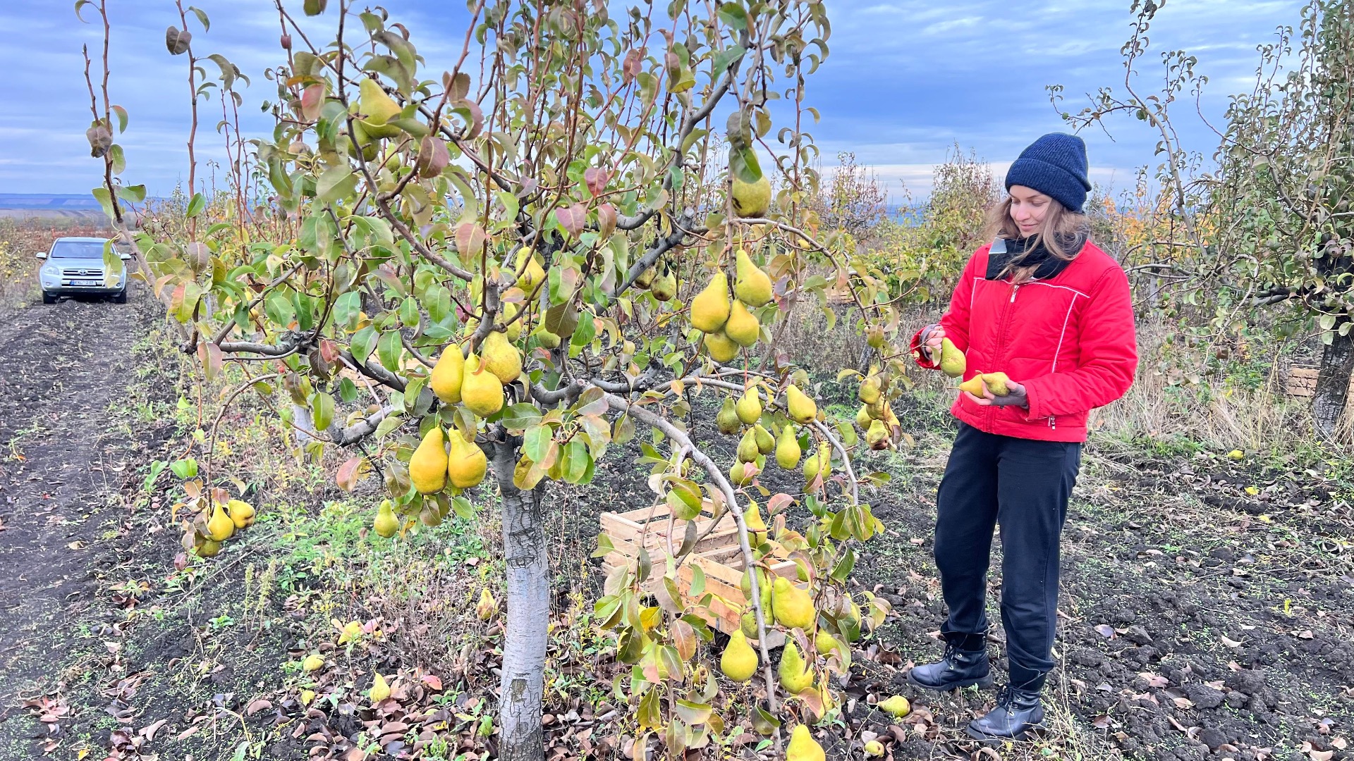 Świeże gruszki Xenia z Mołdawii – słodkie, soczyste