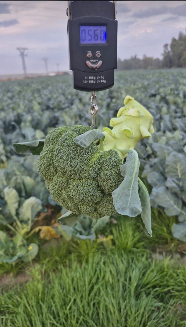 Patate Agria: qualità e gusto eccezionali. Scopri