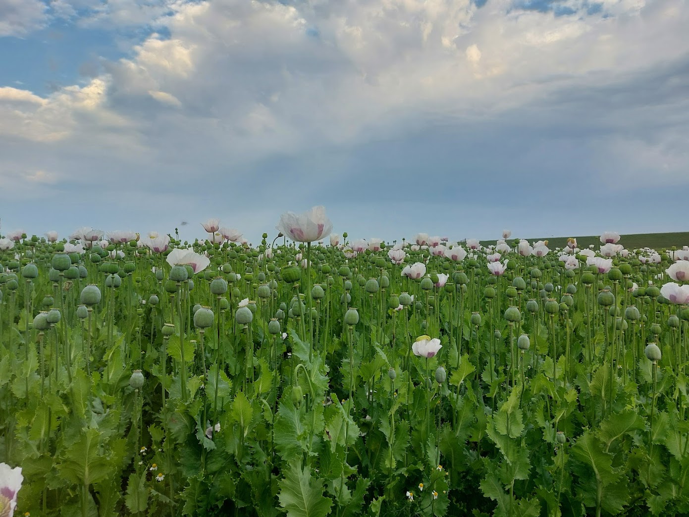 Dutch Blue Poppy Seed from the Frisian Wadden