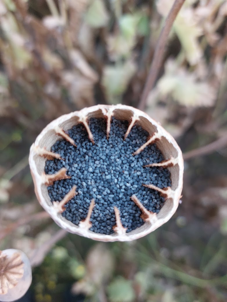 Dutch Blue Poppy Seed from the Frisian Wadden