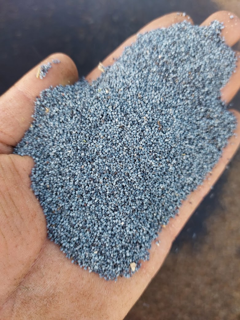 Dutch Blue Poppy Seed from the Frisian Wadden