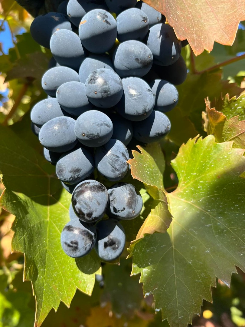 table grapes for export we offer good quality