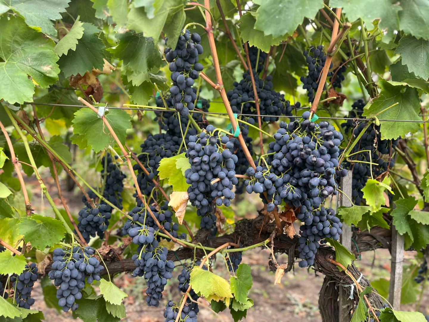 table grapes for export we offer good quality